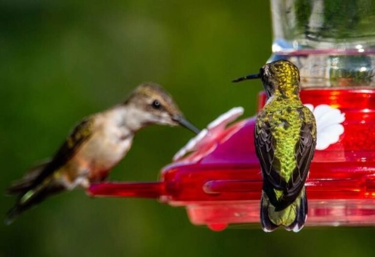 Understanding Why Hummingbirds Fight Over the Feeder?