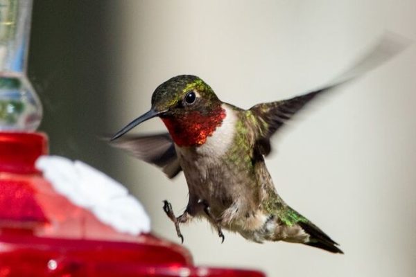 Understanding Why Hummingbirds Fight Over the Feeder?