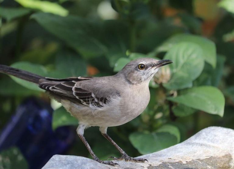 What Does A Mockingbird Look Like? Identify & Understand!
