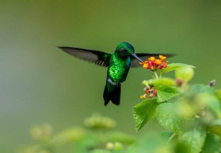 What Do Hummingbirds Symbolize? Deciphering the Meaning!