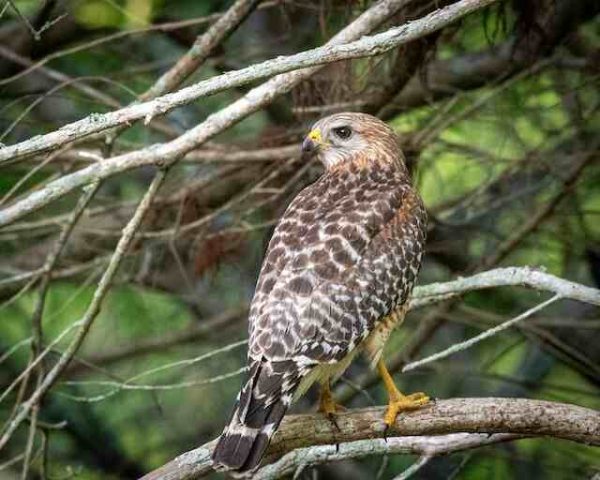 Red-Shouldered Hawk Fun Facts: Nature's Aerial Acrobats!