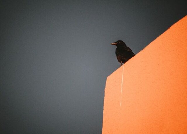 Unraveling the Mystery: Do Birds Pee? An In-Depth Look | Learn Bird ...