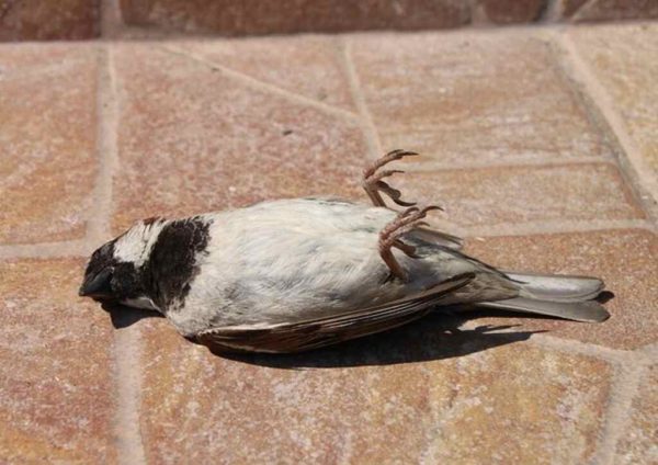 Biblical Insights: Decoding the Symbolism of Dead Birds!