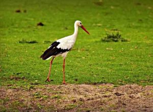 Do Birds Fart: Investigating Avian Digestive Mysteries!