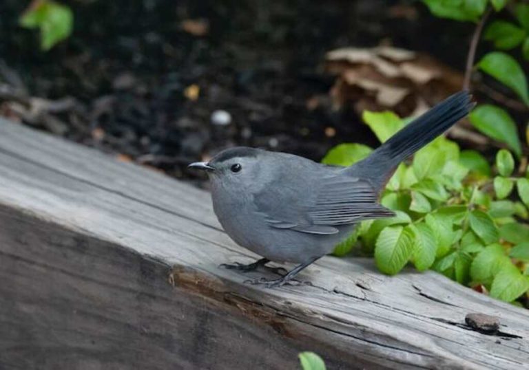 40 Gray Catbird Interesting Facts That May Surprise You!
