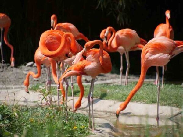 Why Are Flamingos Pink? The Science Behind Their Color!