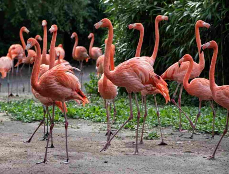 Why Are Flamingos Pink? The Science Behind Their Color!