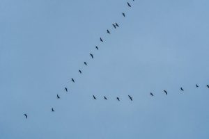 Birds that Fly in a V-formation: Unveiling the Mystery!