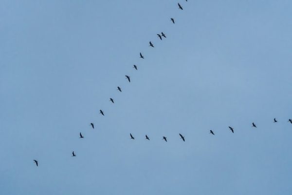 Birds that Fly in a V-formation: Unveiling the Mystery!