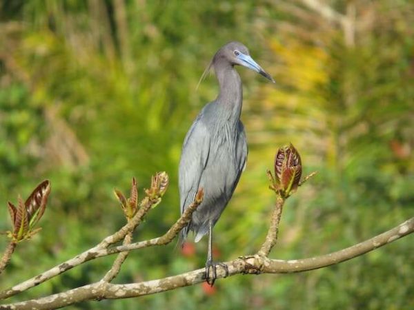 Why Birds Stand On One Leg: Exploring Bird Behavior!