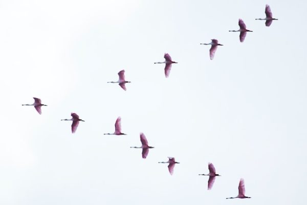 Birds that Fly in a V-formation: Unveiling the Mystery!