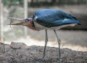 How Do Birds Find Worms? (The Amazing Skills Of Birds!)