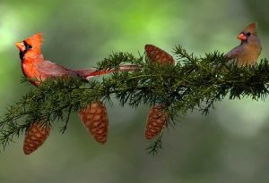 Are Male Birds Always More Colorful? Discover Now!