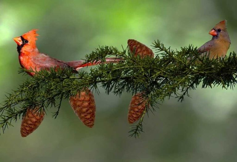Are Male Birds Always More Colorful? Discover Now!