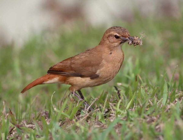 Which Bird Is The National Symbol of Argentina?