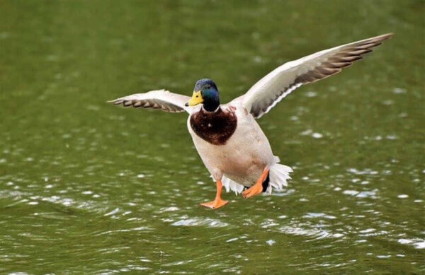 23 Fun Facts About Ducks That Will Quack You Up!
