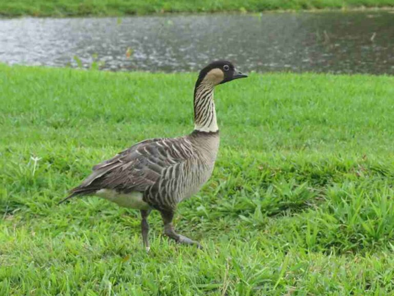 Introducing the Nene: The Hawaii State Bird!