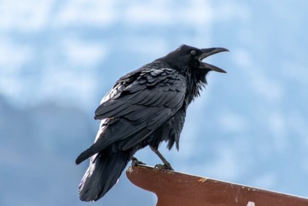 Raven vs Crow: Key Differences, Habits, and Symbolism!