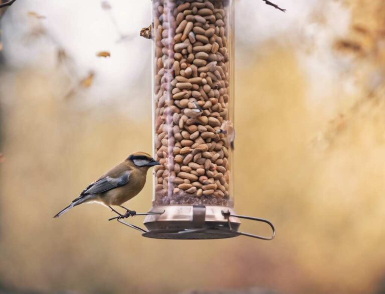 Best Peanut Bird Feeders of 2025: Get Yours Today!