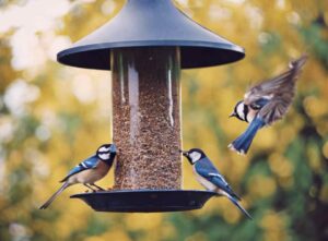 What Do Birds Eat: The Ultimate Guide to Bird Diets!