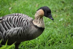 Introducing the Nene: The Hawaii State Bird!