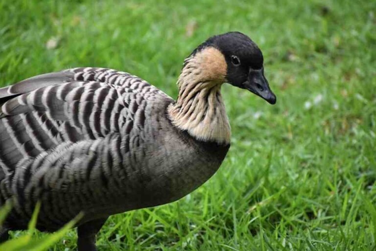 Introducing the Nene: The Hawaii State Bird!
