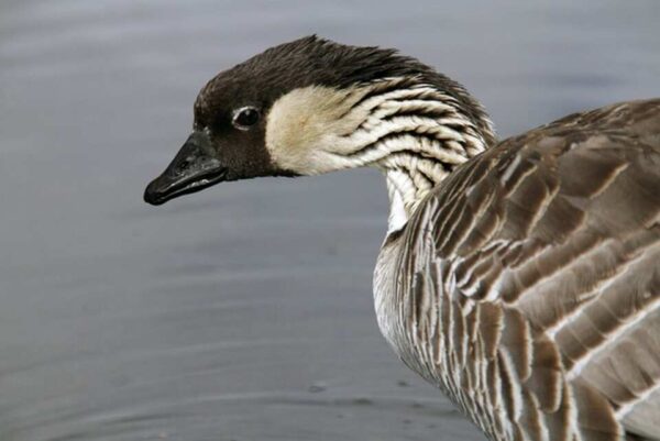 Introducing the Nene: The Hawaii State Bird!