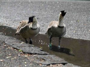 Introducing the Nene: The Hawaii State Bird!