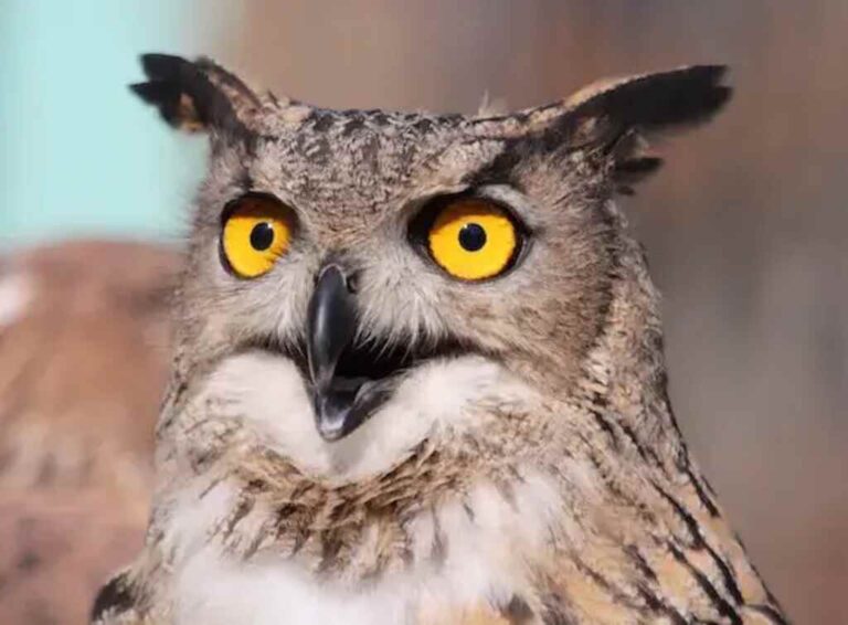 What Do Owls Sound Like? The Symphony of the Night