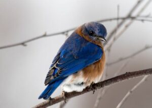 Why Do Birds Puff Up? The Hidden Secrets Revealed!