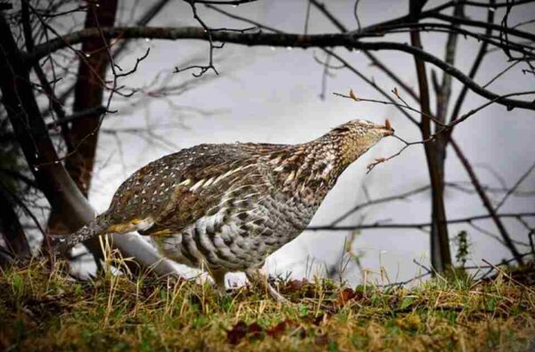 Discover the Pennsylvania State Bird: The Ruffed Grouse!