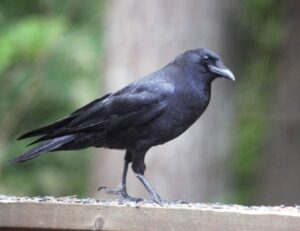 Raven vs Crow: Key Differences, Habits, and Symbolism!