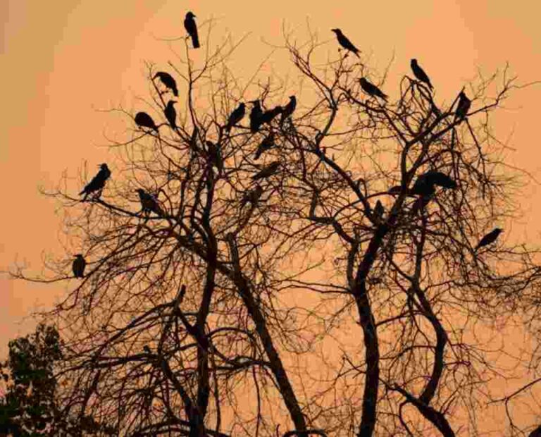 Are There Crows in Every State? Find Out Where They Live!