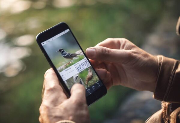 Birdwatching Gear Guide: What You Need to Get Started?