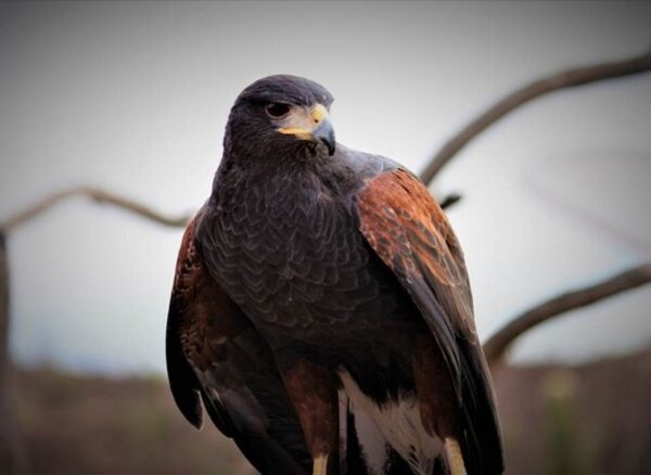 30 Birds Ranked by Eyesight: The Ultimate Guide!