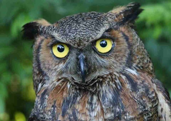 30 Birds Ranked by Eyesight: The Ultimate Guide!
