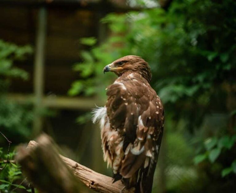30 Birds Ranked by Eyesight: The Ultimate Guide!