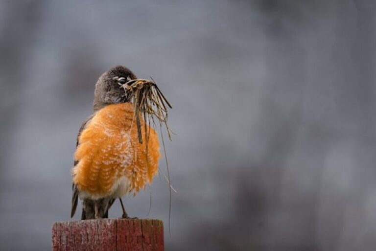 American Robin: Fascinating Facts About This Iconic Bird!