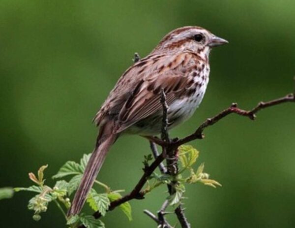 Top 30 North American Songbirds and Their Melodic Songs!