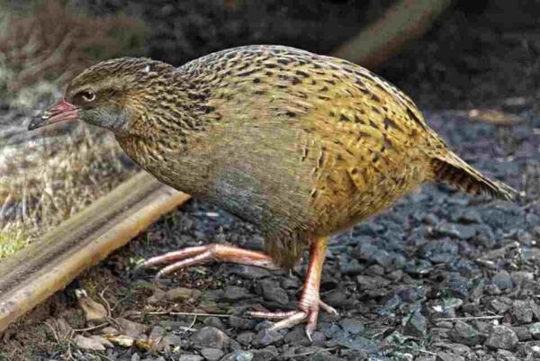 Discover 8 Unique Birds That Can't Fly: An In-Depth Guide!
