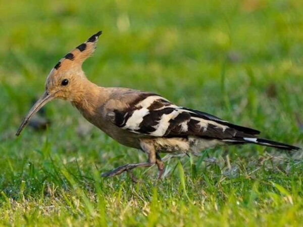 The Fascinating Eurasian Hoopoe: A Comprehensive Guide!