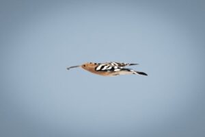 The Fascinating Eurasian Hoopoe: A Comprehensive Guide!