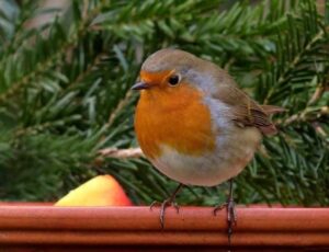 The Charming European Robin: A Comprehensive Guide!