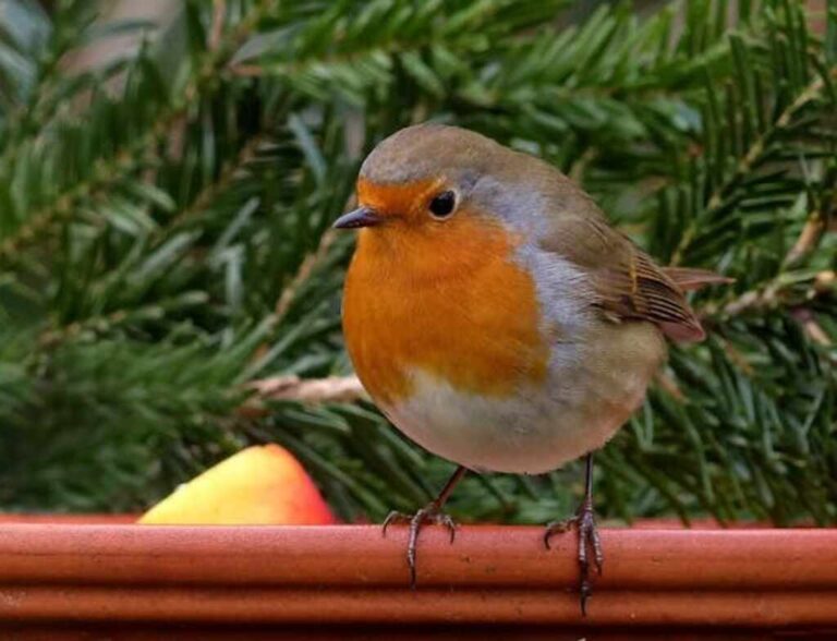The Charming European Robin: A Comprehensive Guide!
