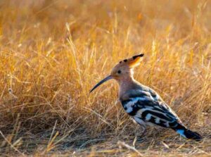 The Fascinating Eurasian Hoopoe: A Comprehensive Guide!