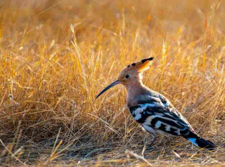 The Fascinating Eurasian Hoopoe: A Comprehensive Guide!