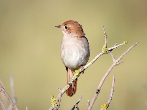 The Enchanting Common Nightingale: A Comprehensive Guide!