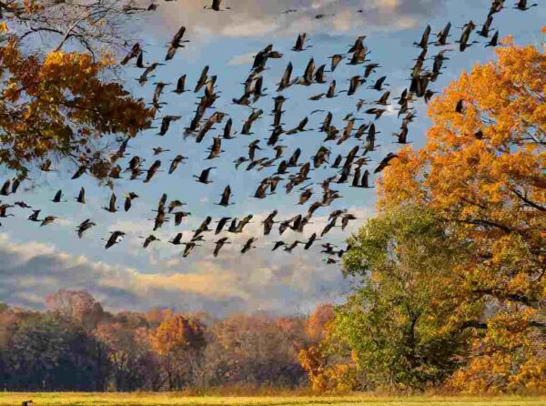 How to Track Bird Migration: An Expert Guide!