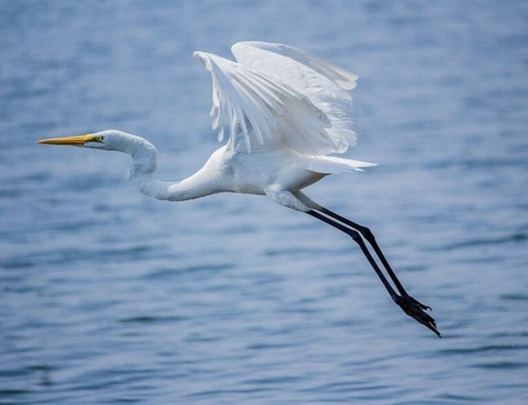 65 Fun Facts About Great Egrets: A Comprehensive Guide!
