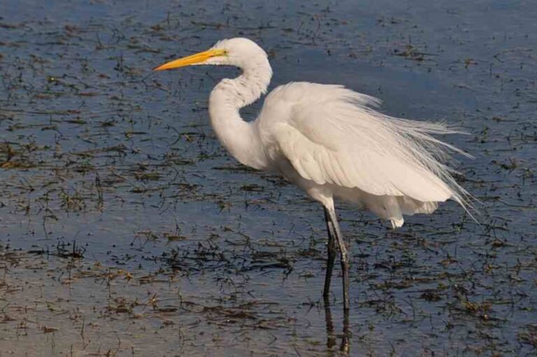 65 Fun Facts About Great Egrets: A Comprehensive Guide!